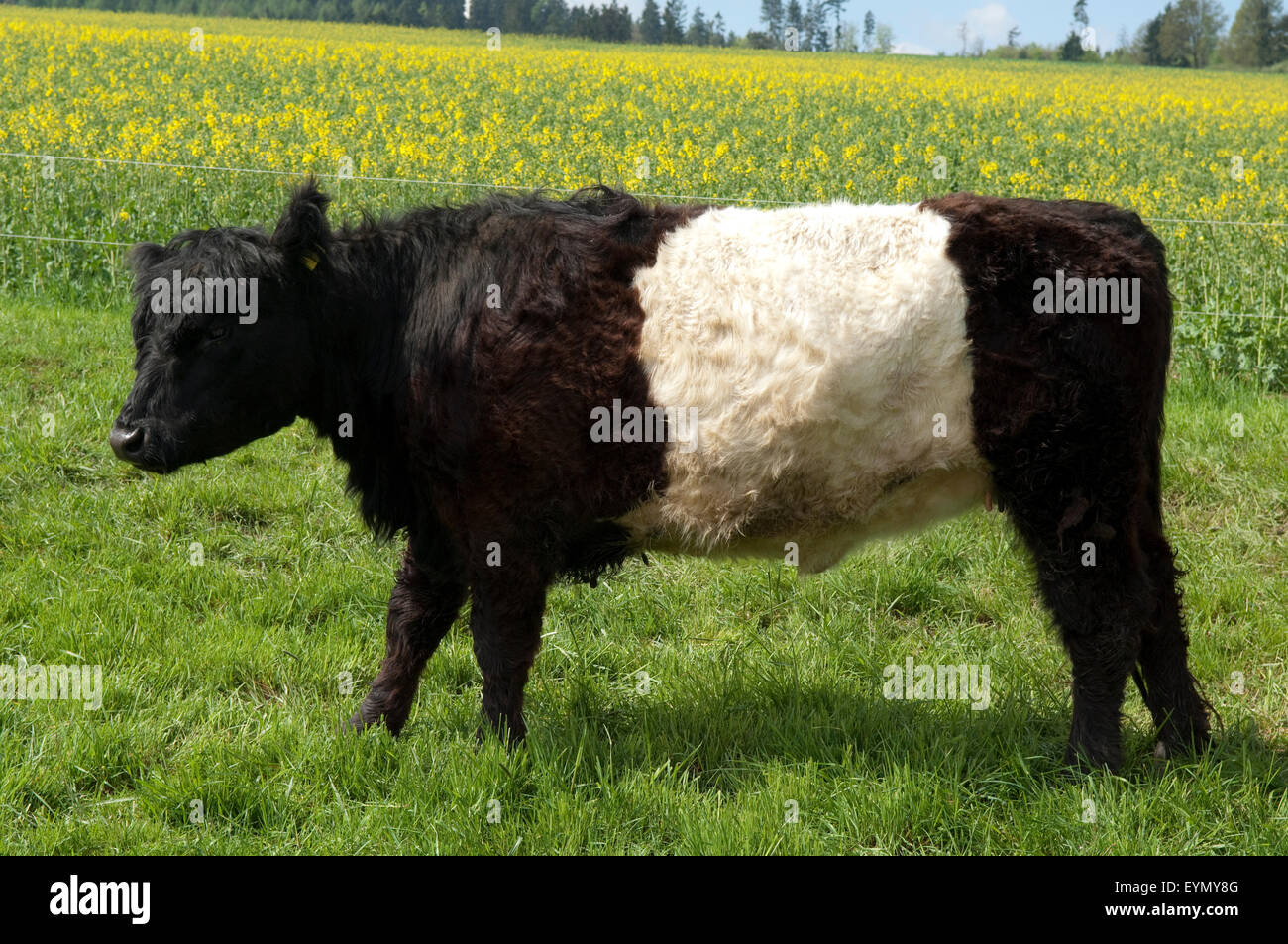 Belted galloways hi-res stock photography and images - Alamy