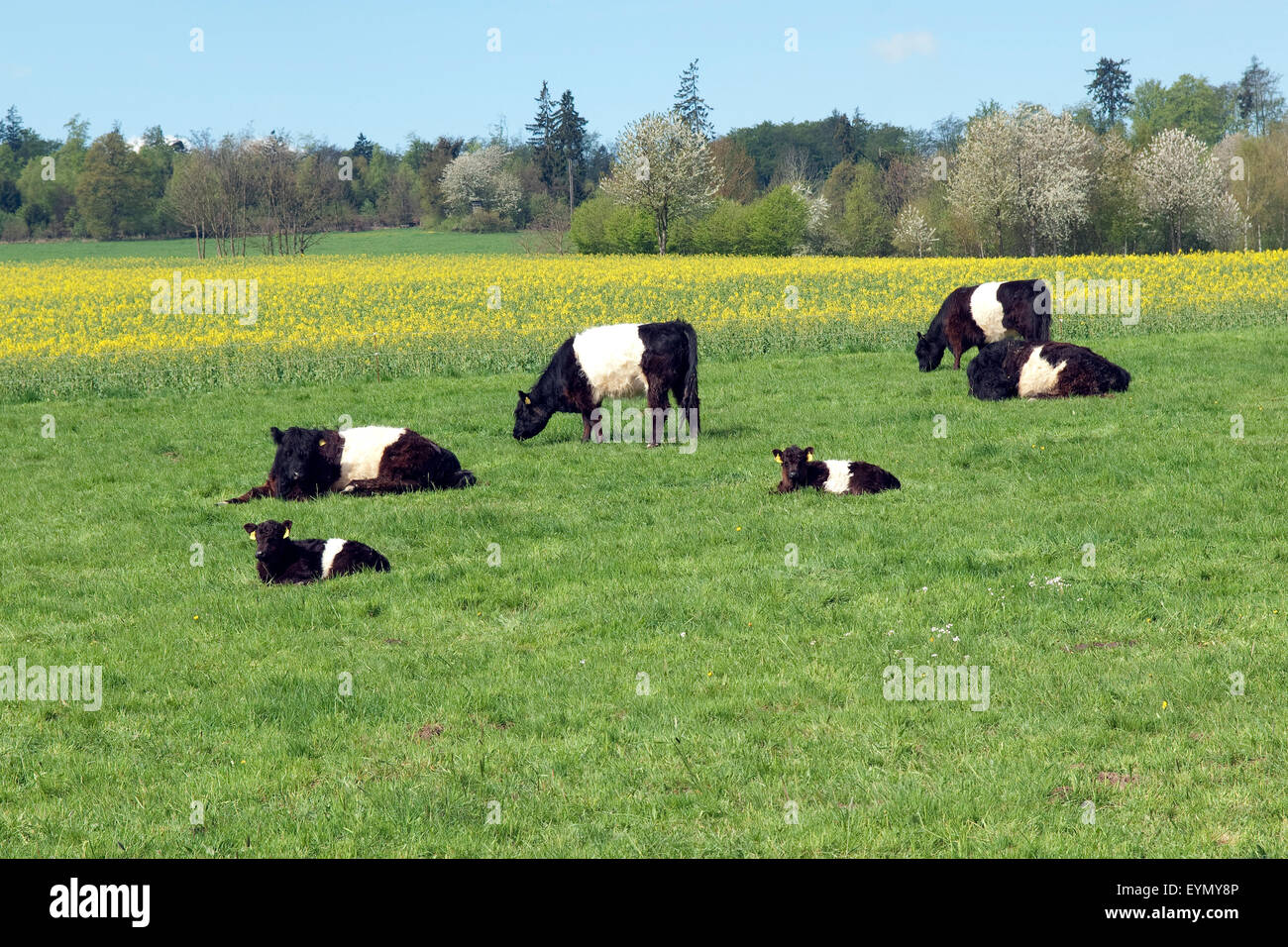 Belted galloways hi-res stock photography and images - Alamy