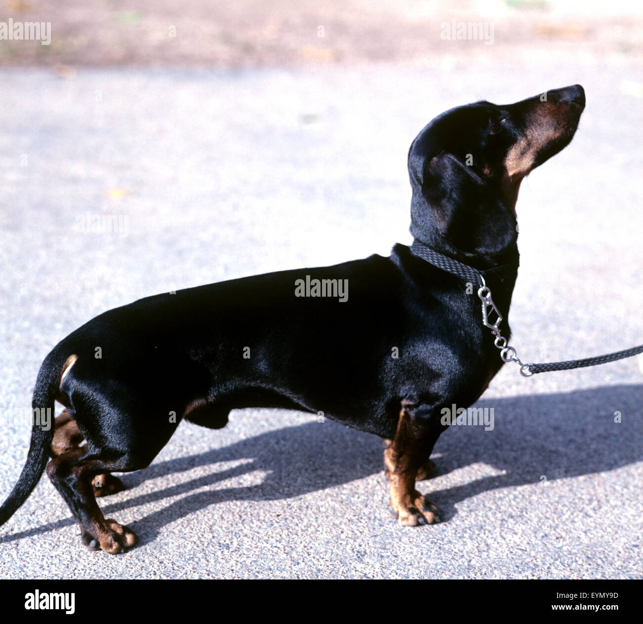 Dackel head hi-res stock photography and images - Alamy