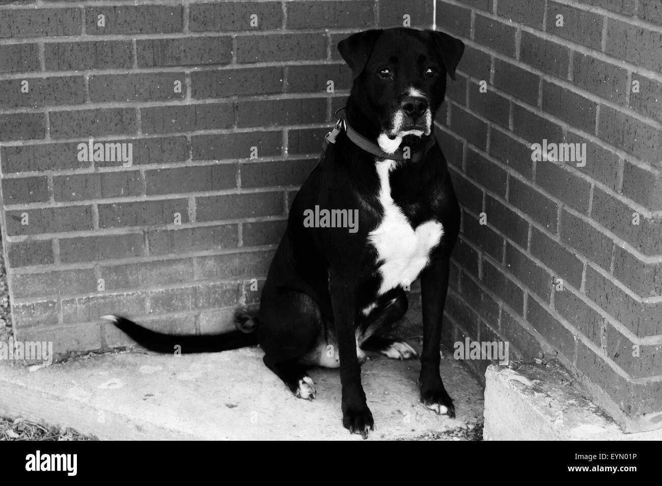 Dog with brick background Stock Photo - Alamy