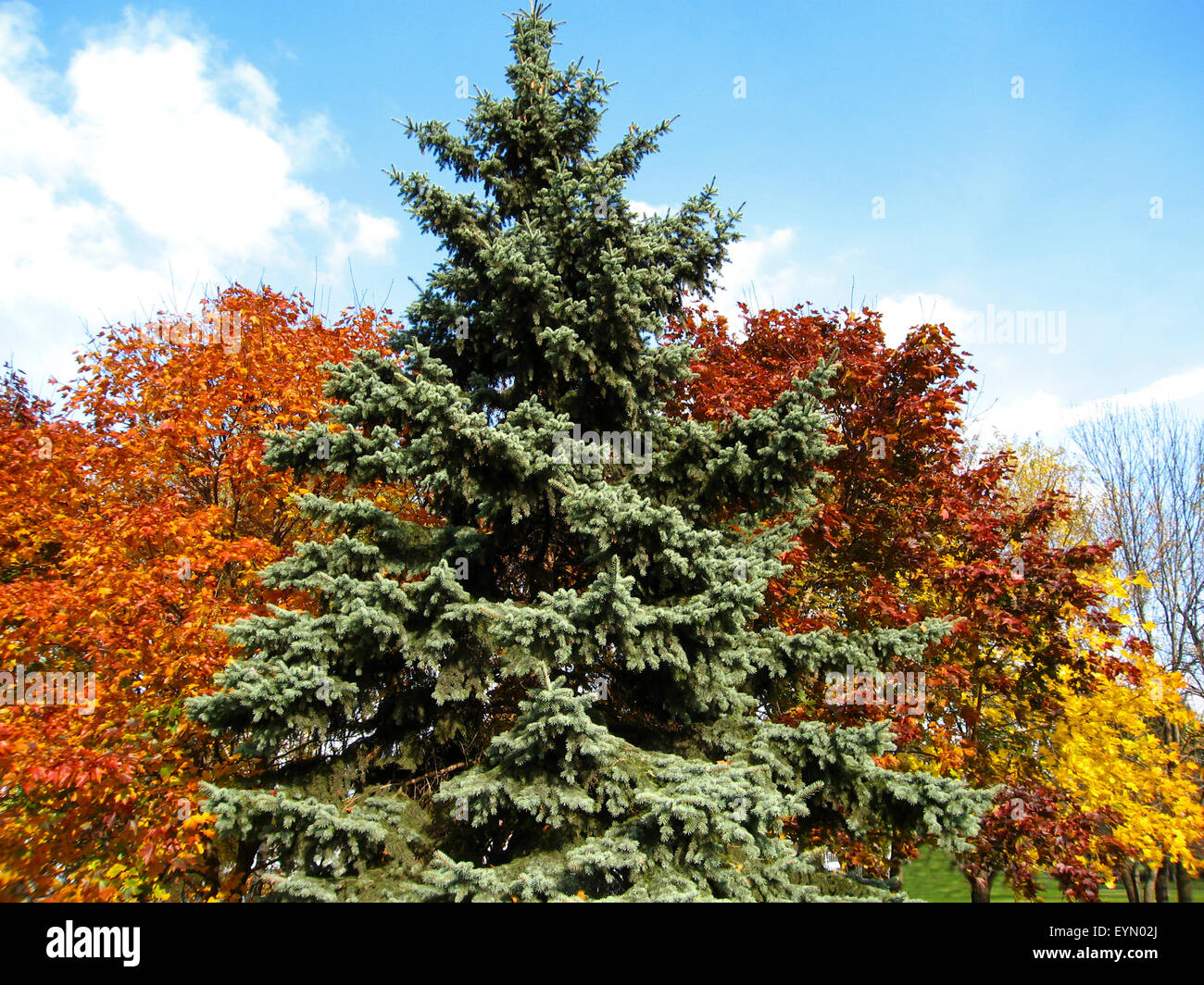 Autumn landscape - trees of different colour: green, red and yellow ...