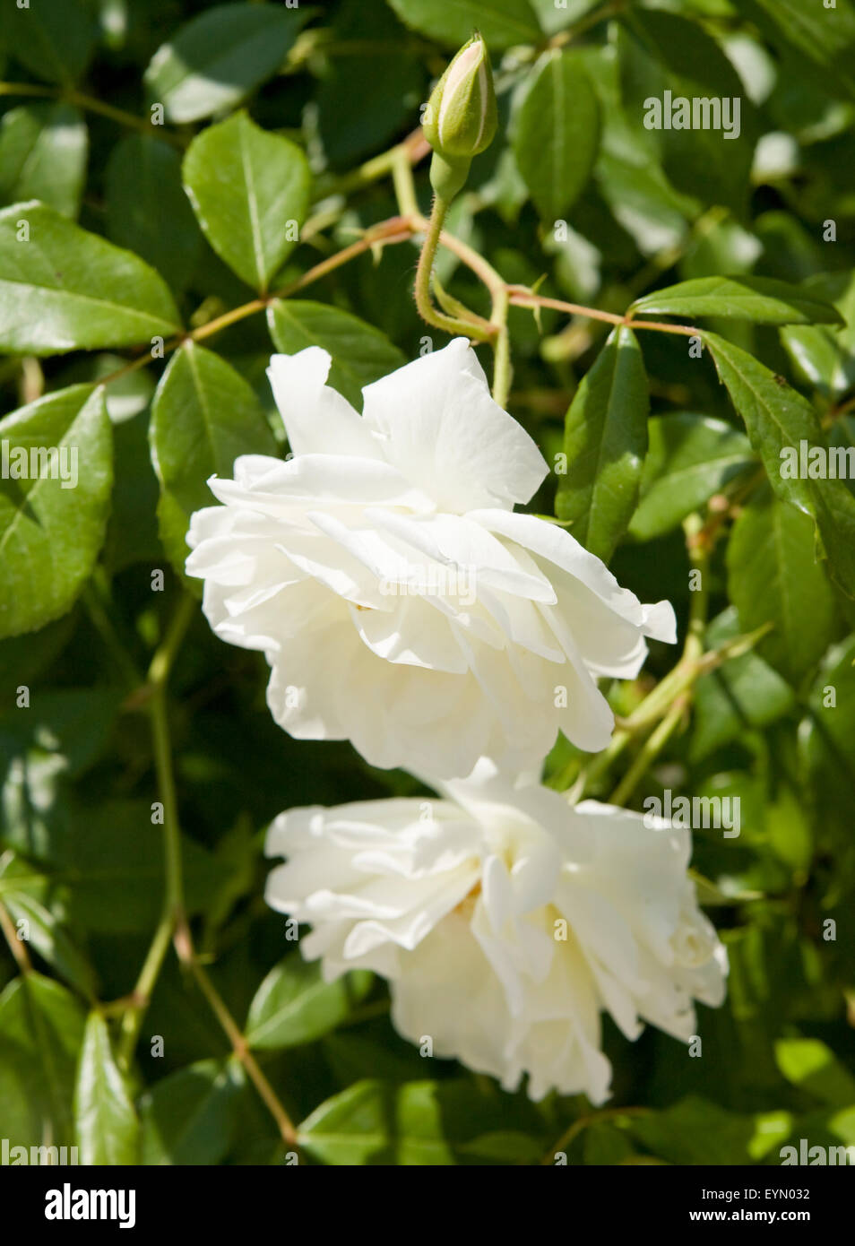 Two white roses with green leaves Stock Photo - Alamy
