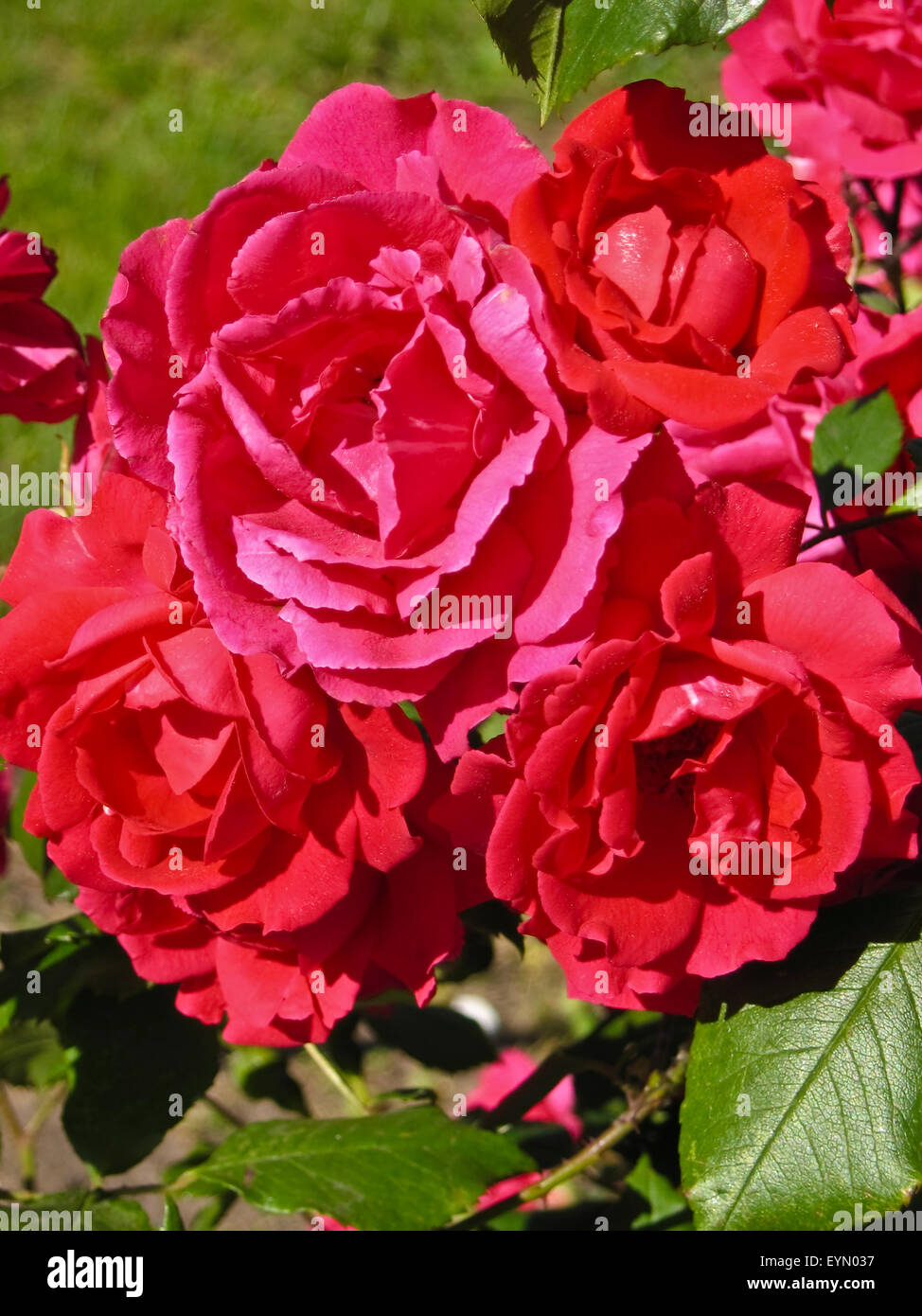 Few little red roses on branch, vertical Stock Photo - Alamy