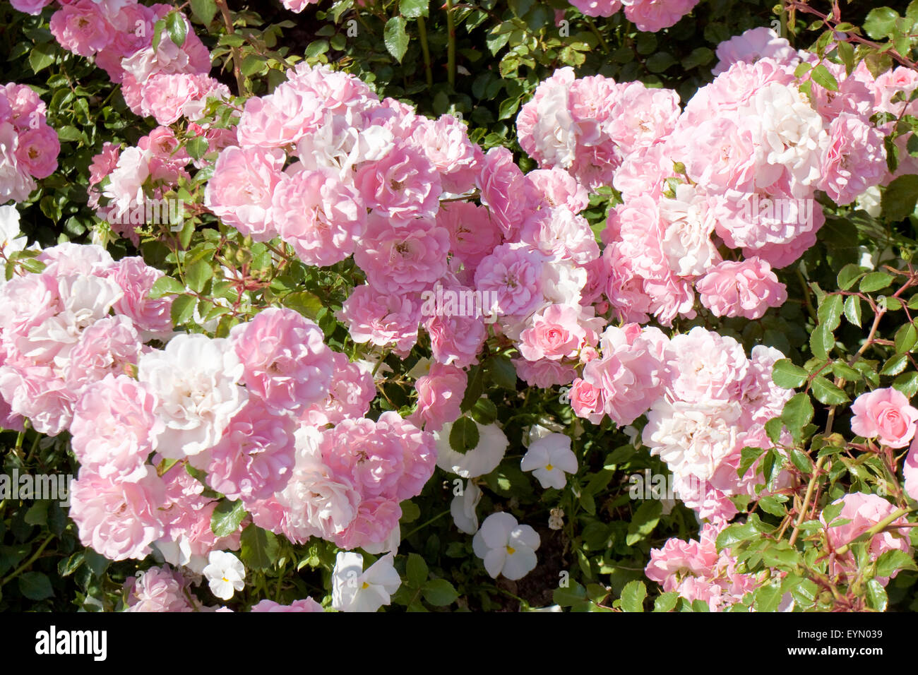 Branches of rose shrub with many little roses pink colour Stock Photo ...