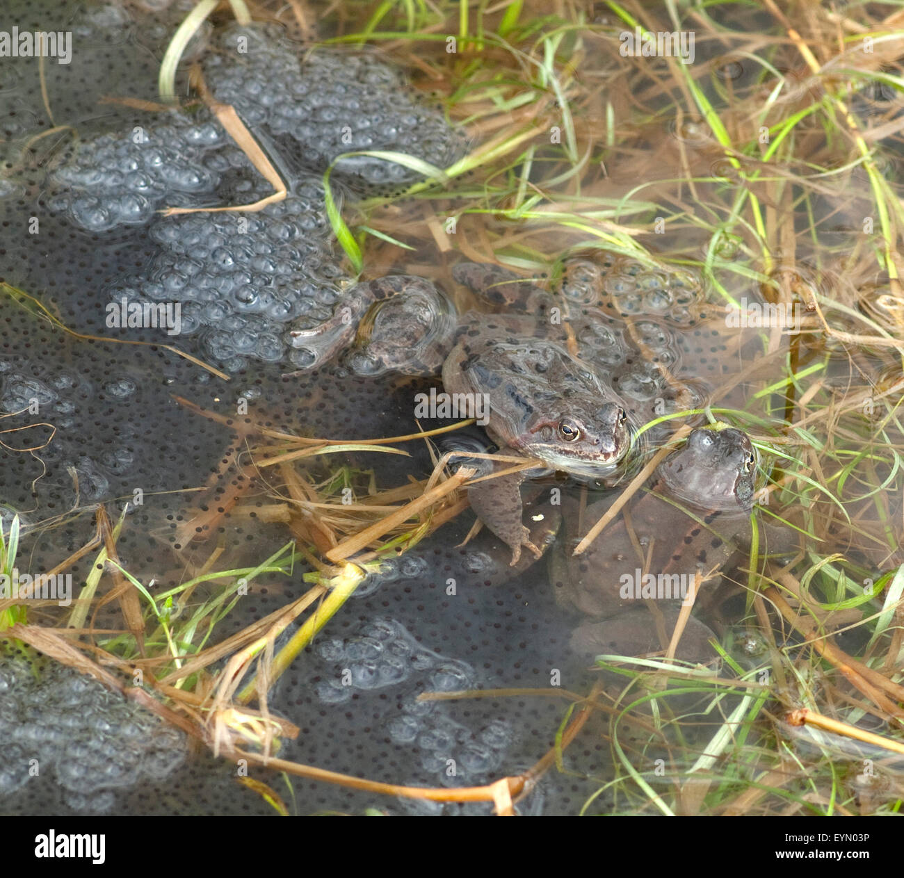 Beim laichen hi-res stock photography and images - Alamy