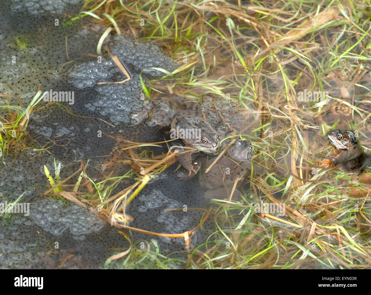 Beim laichen hi-res stock photography and images - Alamy