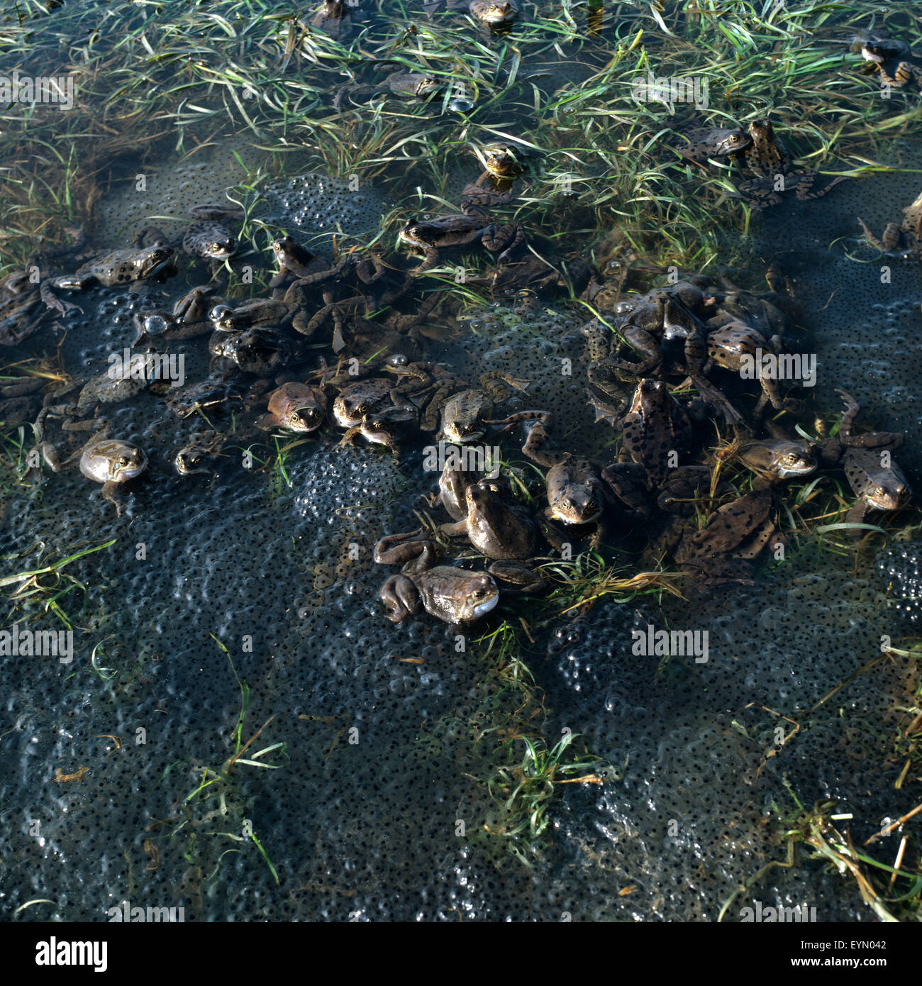 Grasfroesche, Rana, temporaria, beim, laichen Stock Photo - Alamy