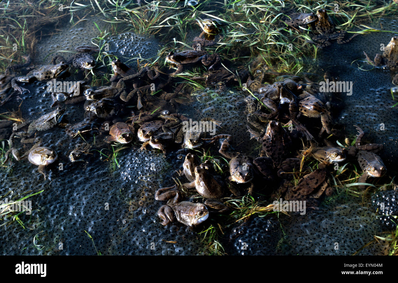 Beim laichen hi-res stock photography and images - Alamy