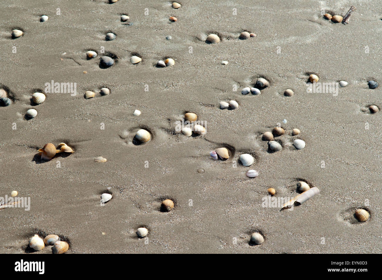 Herzmuschel, Cerastoderma, edule Stock Photo - Alamy