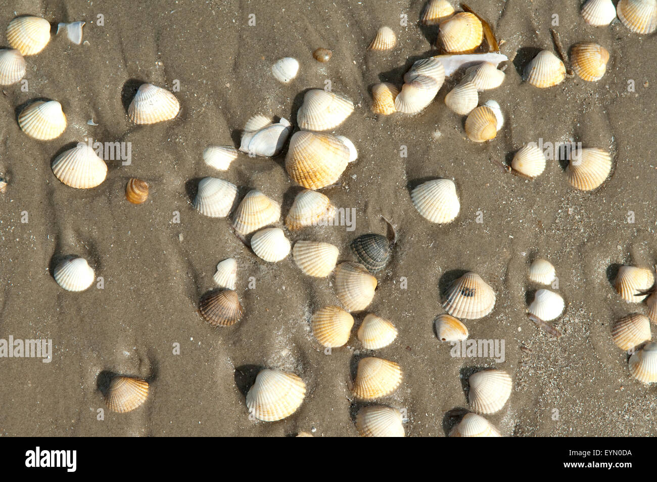 Herzmuschel, Cerastoderma, edule Stock Photo - Alamy