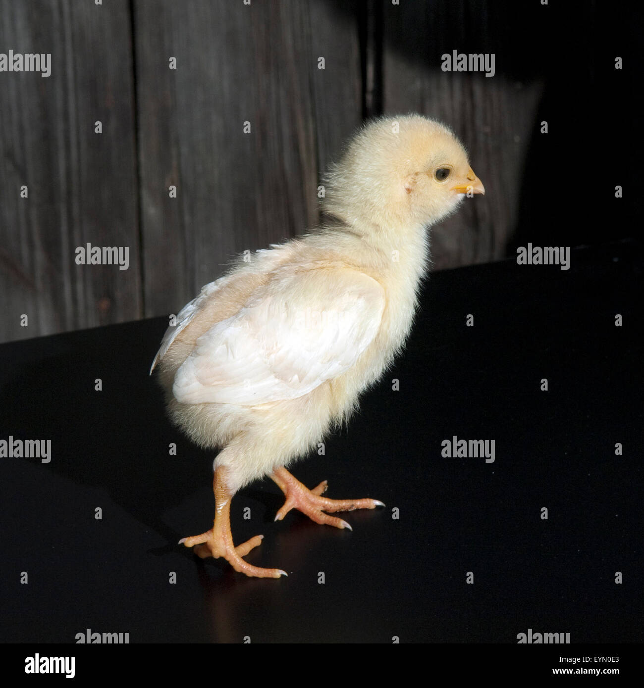 Haustier High Resolution Stock Photography and Images - Alamy