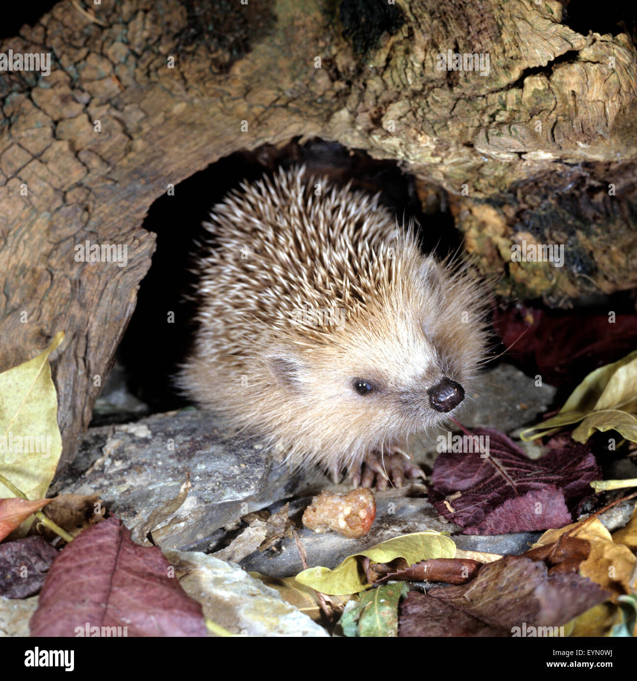 Stacheltier hi-res stock photography and images - Alamy