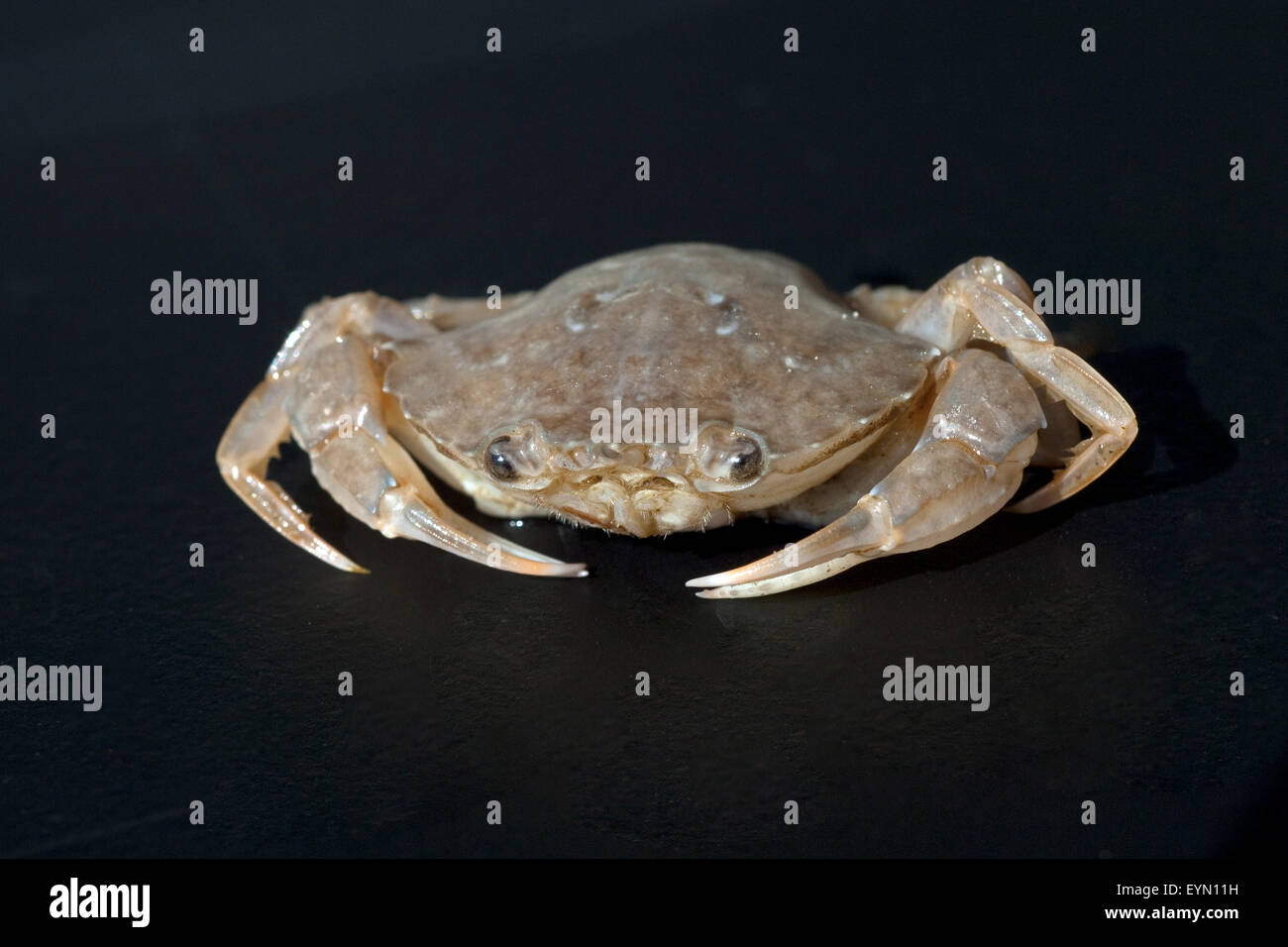 Nordsee Krabben Stock Photos & Nordsee Krabben Stock Images - Alamy