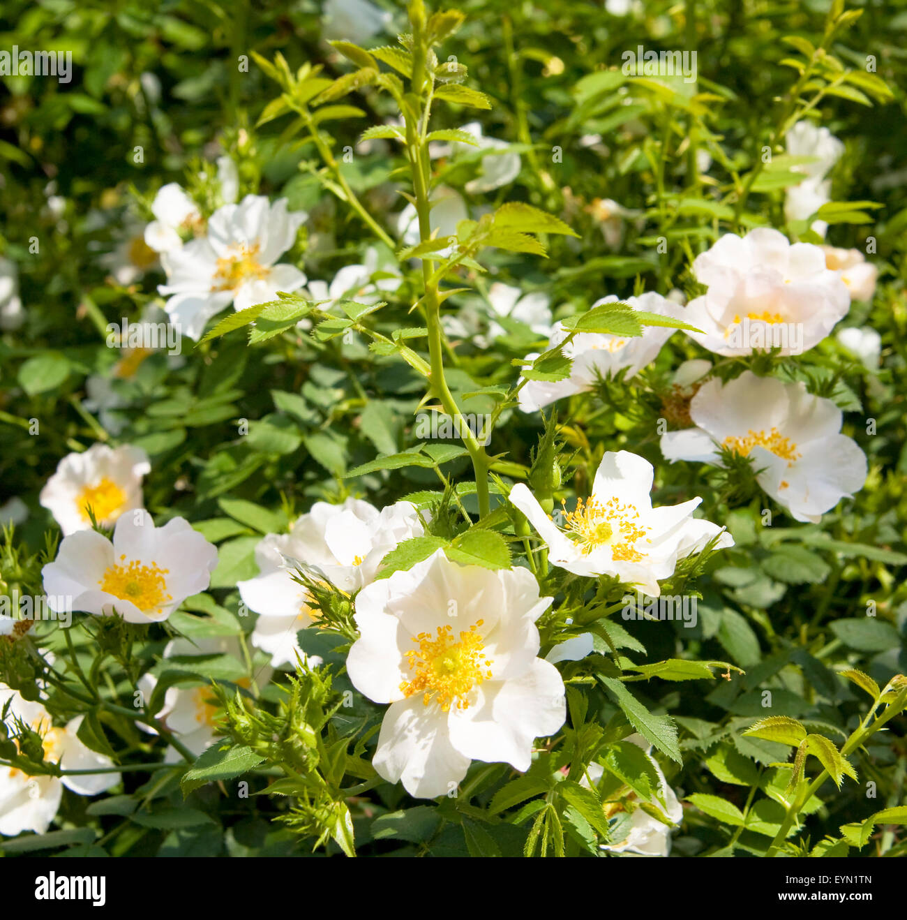 Branch with many white wild roses Stock Photo - Alamy
