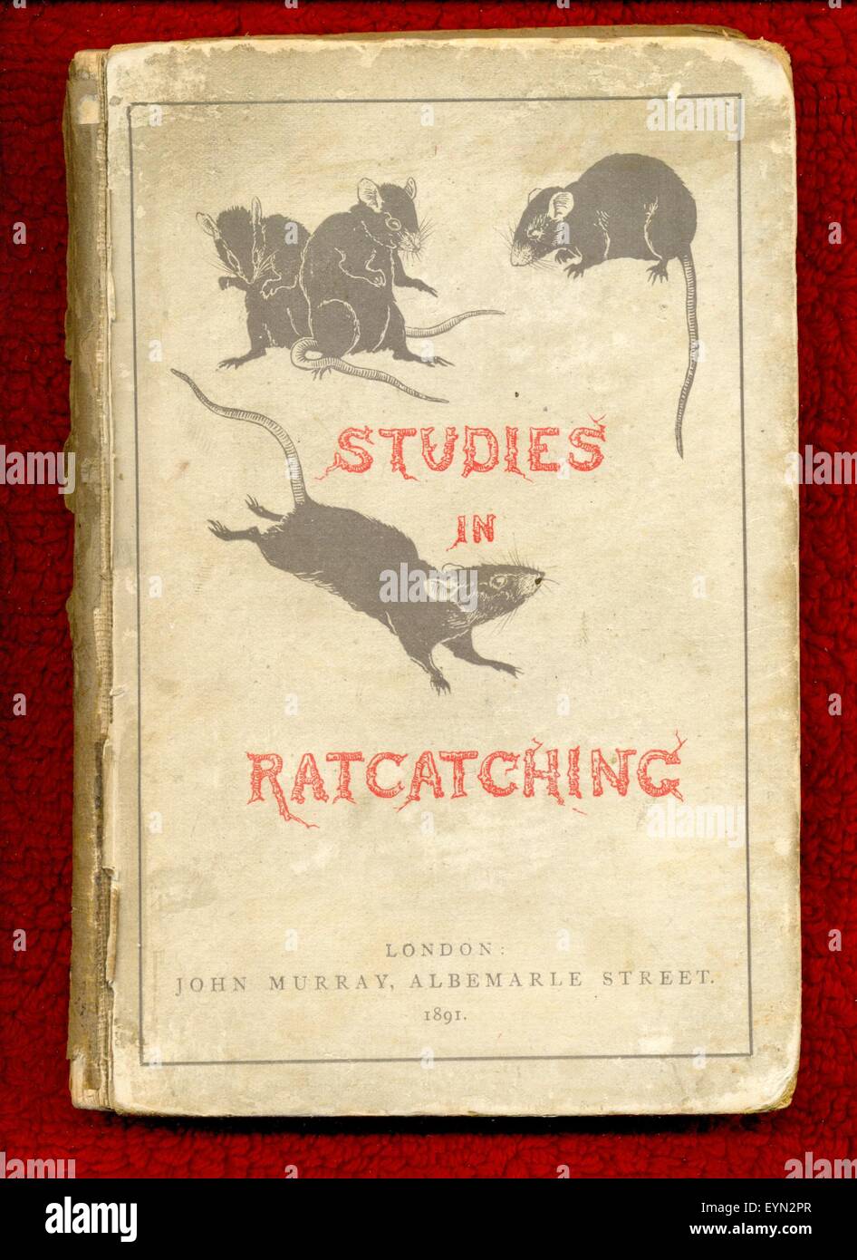 Rat catching hi-res stock photography and images - Alamy