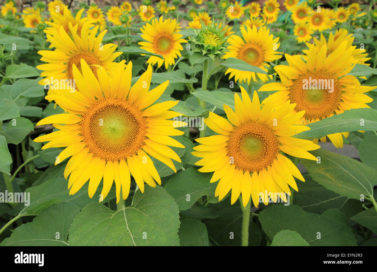 Sunflower flower field hi-res stock photography and images - Alamy