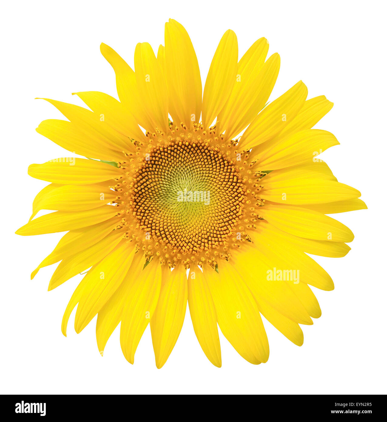 Sunflower Isolated isolated on white background Stock Photo - Alamy