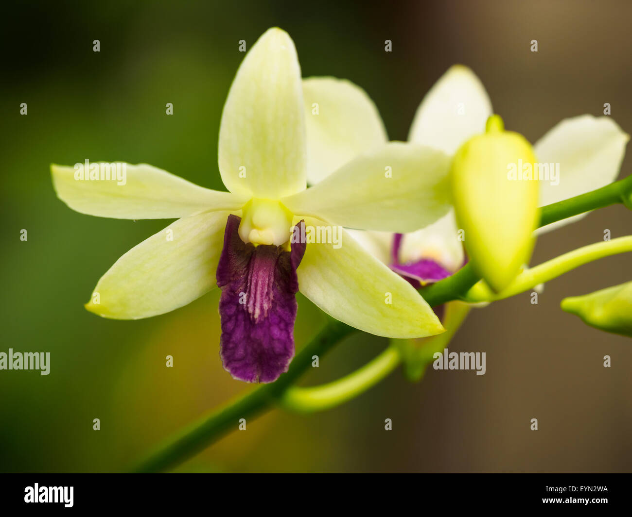 A closeup picture of hybrid dendrobium orchid flowers, selective focus ...