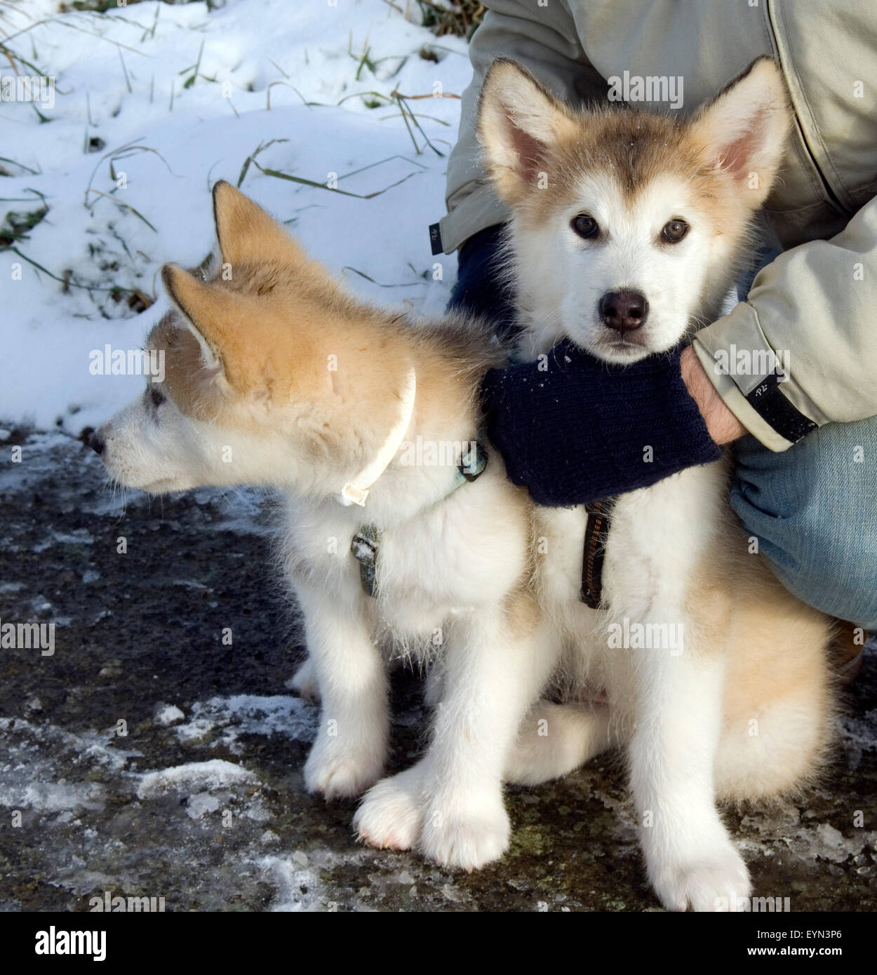 Alaskan; Malamut Stock Photo - Alamy