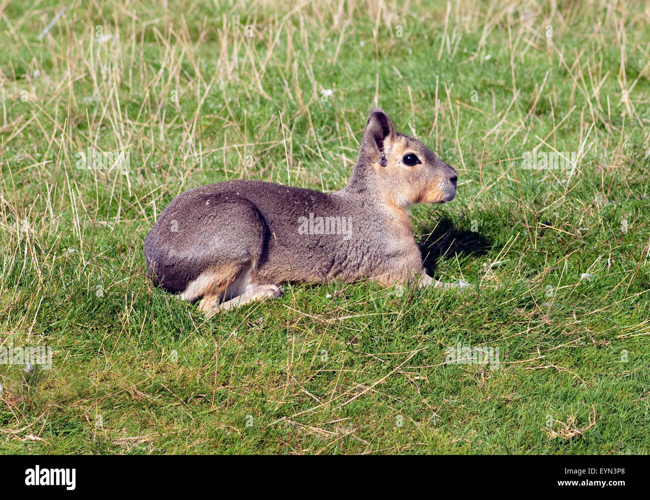 Mara, Pampashase, Grosser, Dolichotis Stock Photo - Alamy
