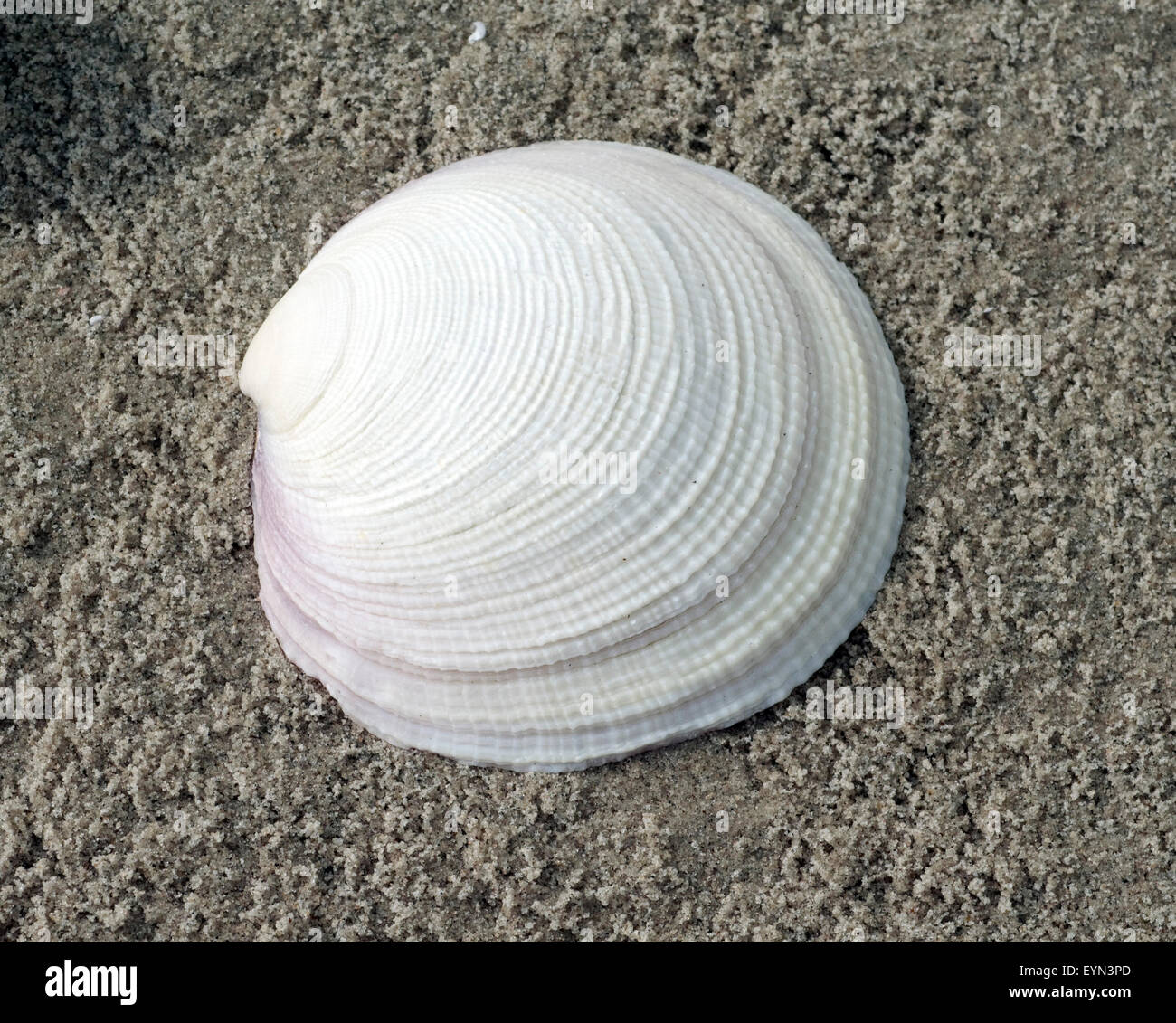 Meeresmuscheln hi-res stock photography and images - Alamy