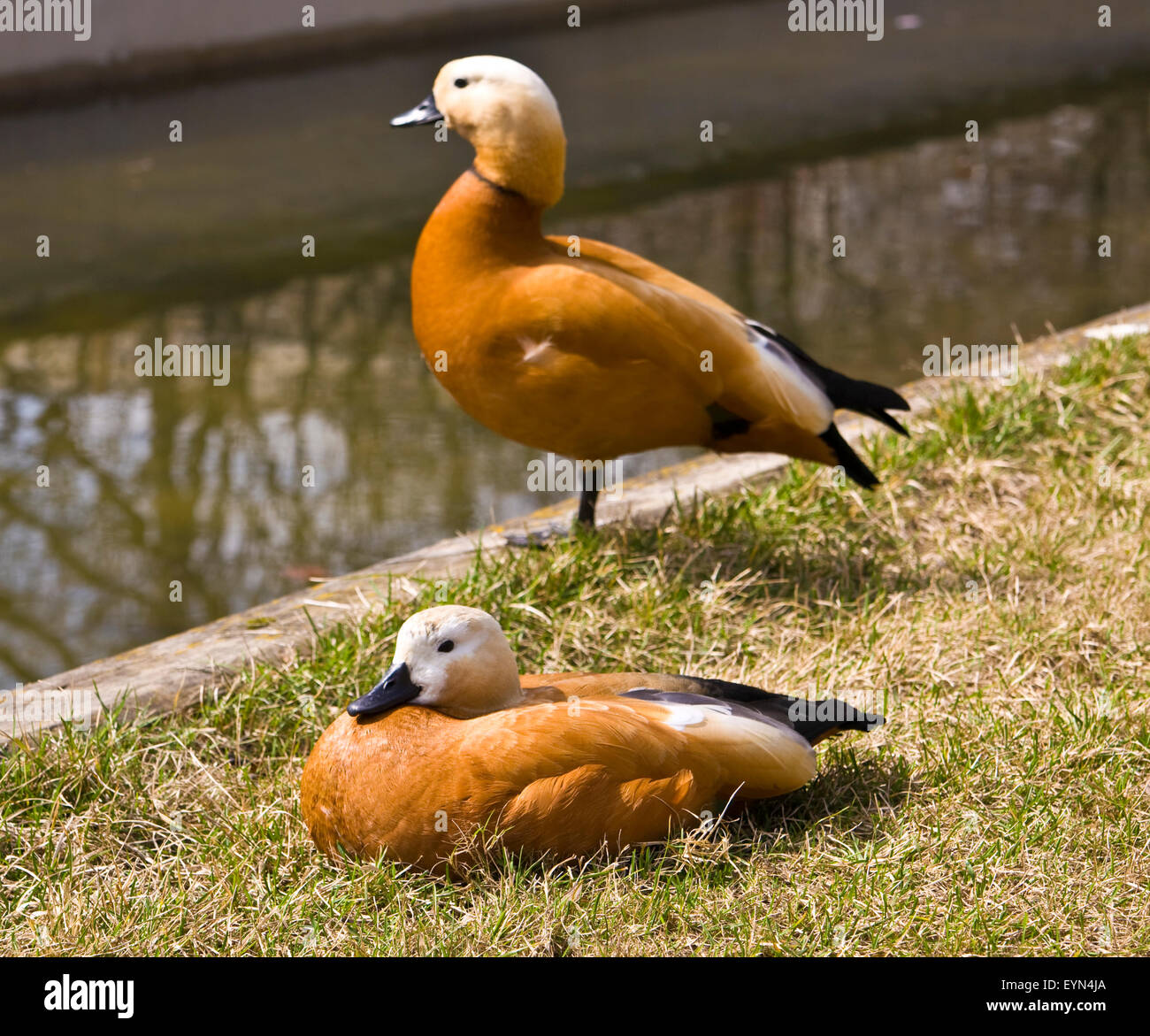 Two birds near water, race Red Duck, latin name Tadorna ferruginea ...