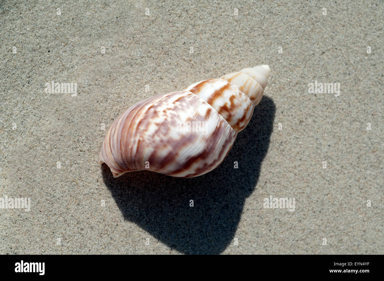 Astraea hi-res stock photography and images - Alamy