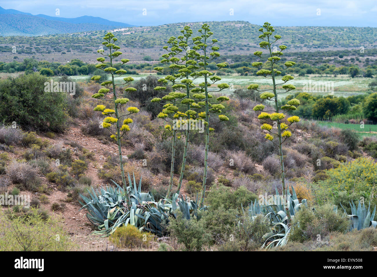 Landscape with flowering Sisal plants (Agave sisalana), Oudtshoorn ...