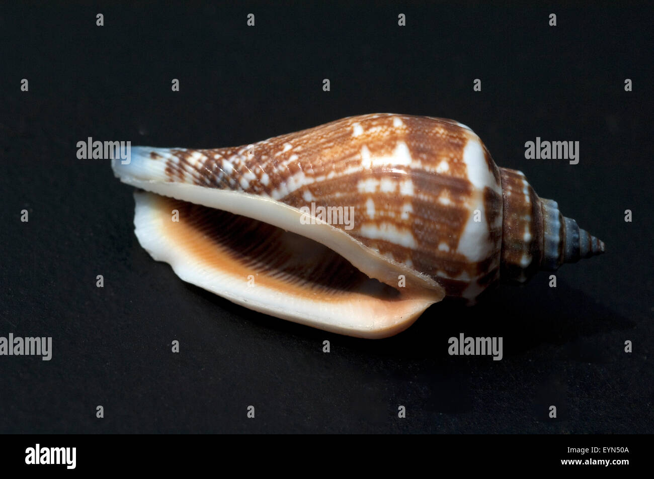 Wasserschnecken hi-res stock photography and images - Alamy