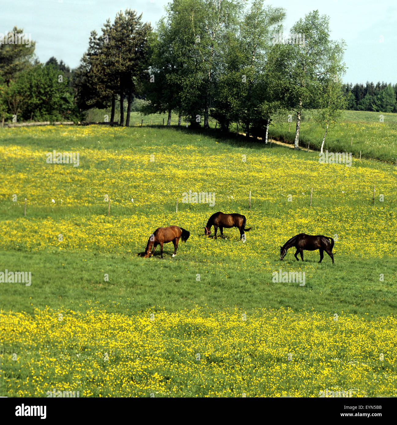 Pferdekoppel hi-res stock photography and images - Alamy