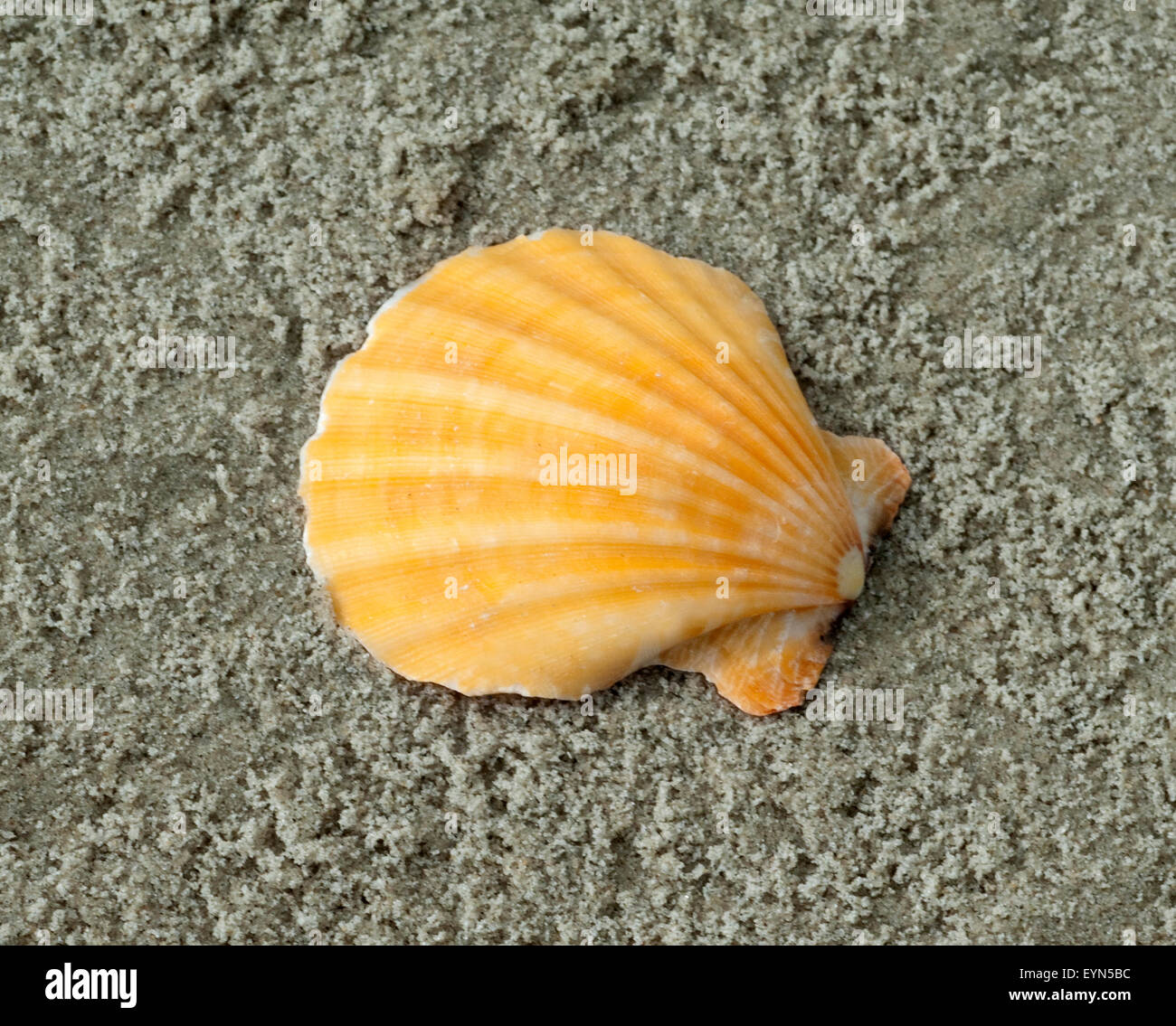 Muscheltier hi-res stock photography and images - Alamy