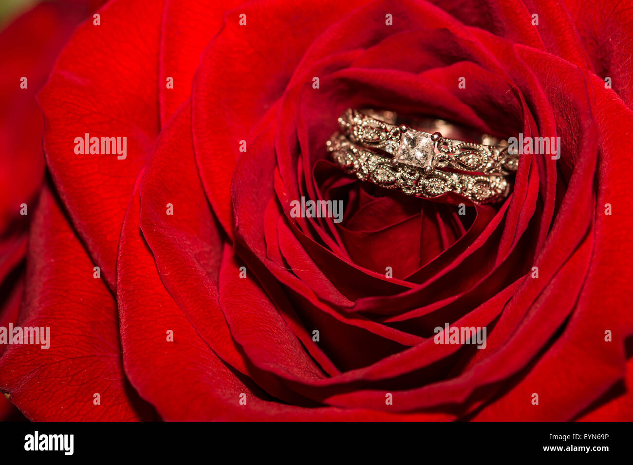 Wedding Ring and Red Roses Stock Photo - Alamy