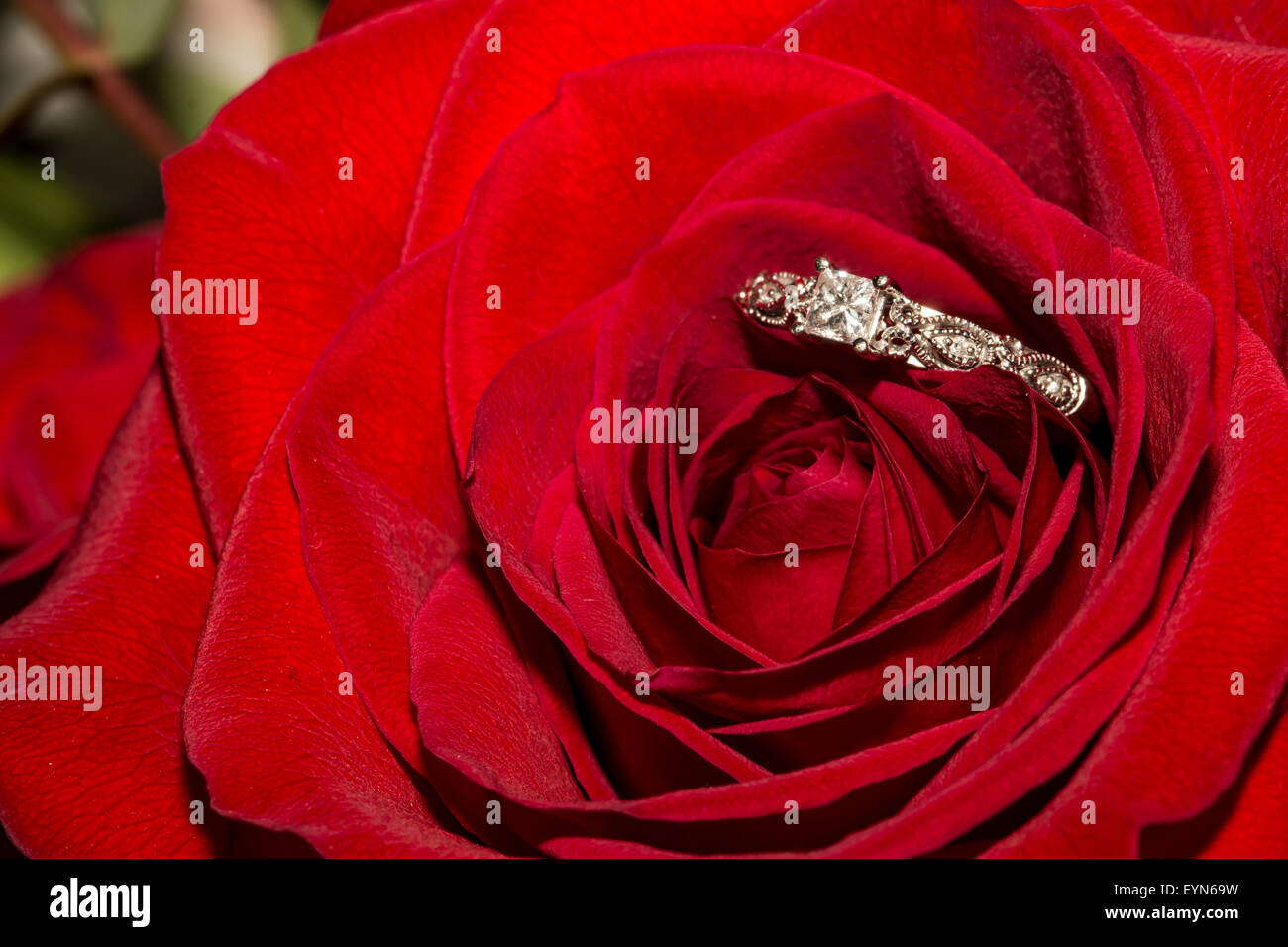 Wedding Ring and Red Roses Stock Photo - Alamy