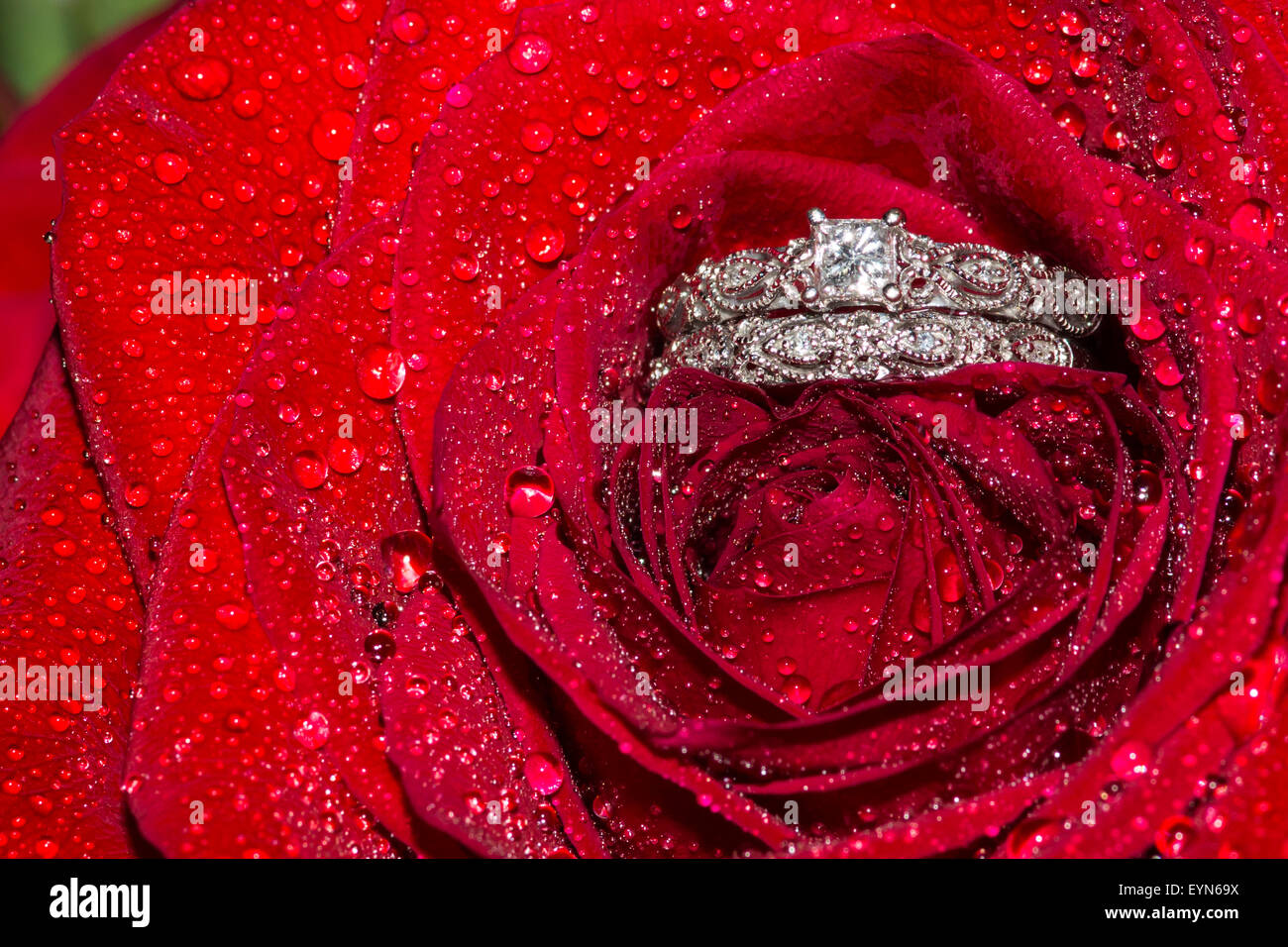 Wedding Ring and Red Roses Stock Photo - Alamy