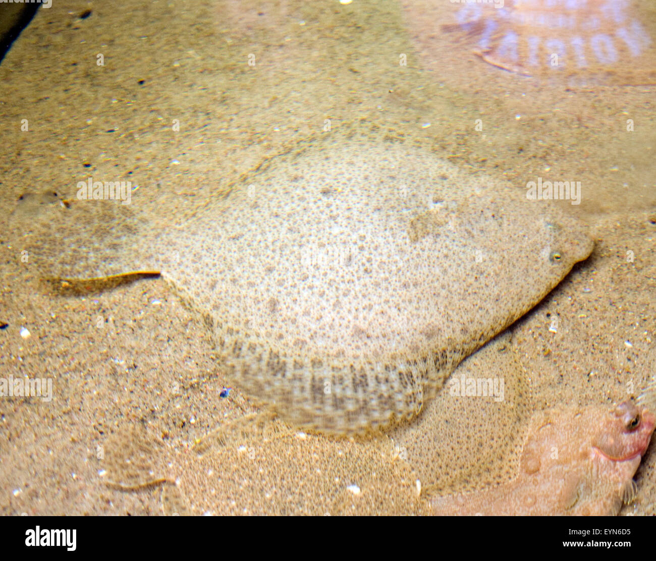 Plattfisch, Scholle, Fisch Stock Photo - Alamy