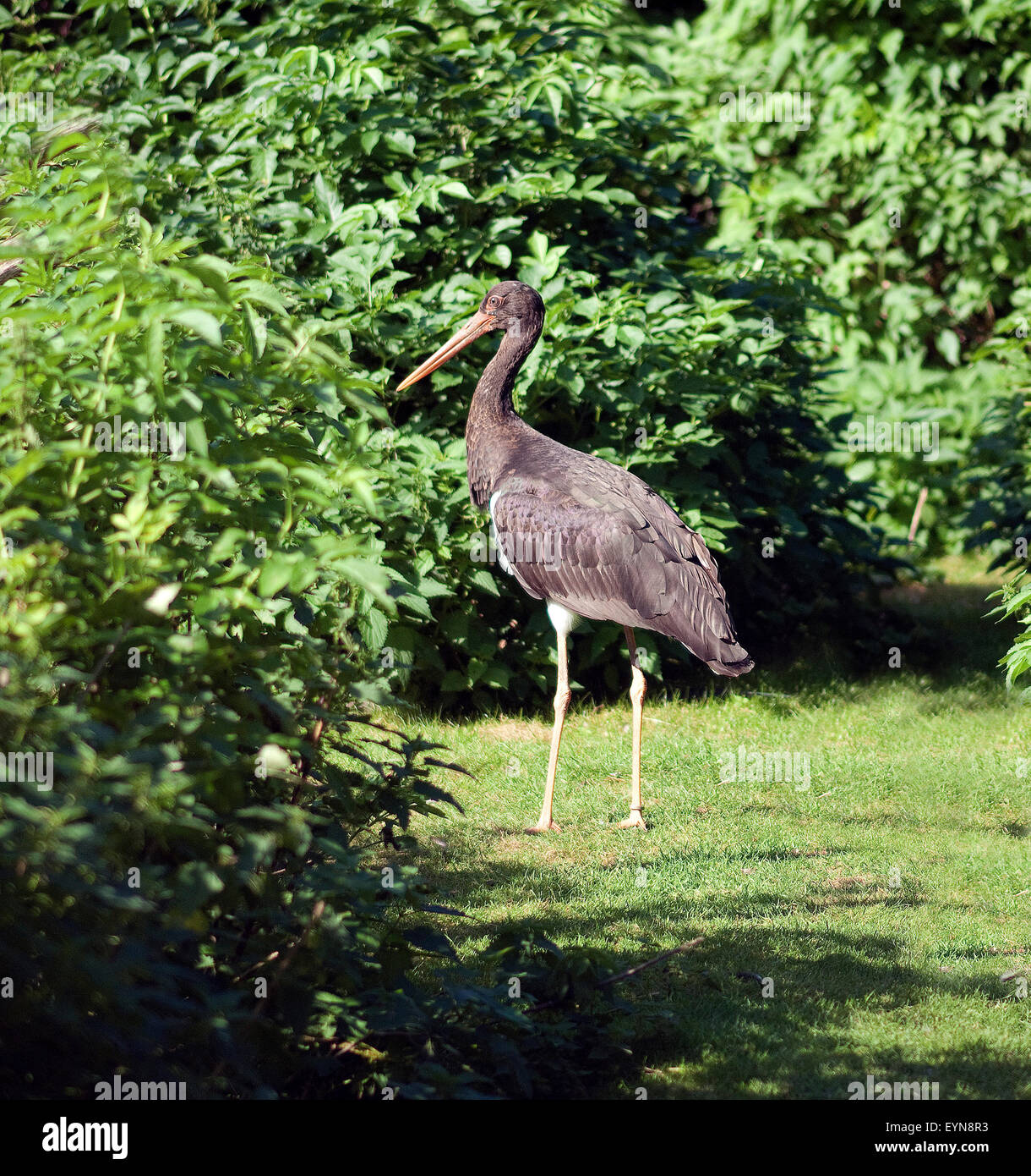 Ciconia hi-res stock photography and images - Alamy