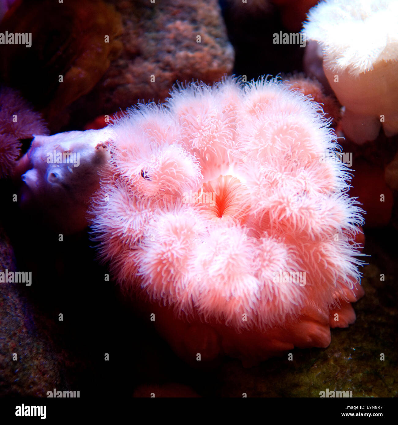 Seeanemonen hi-res stock photography and images - Alamy