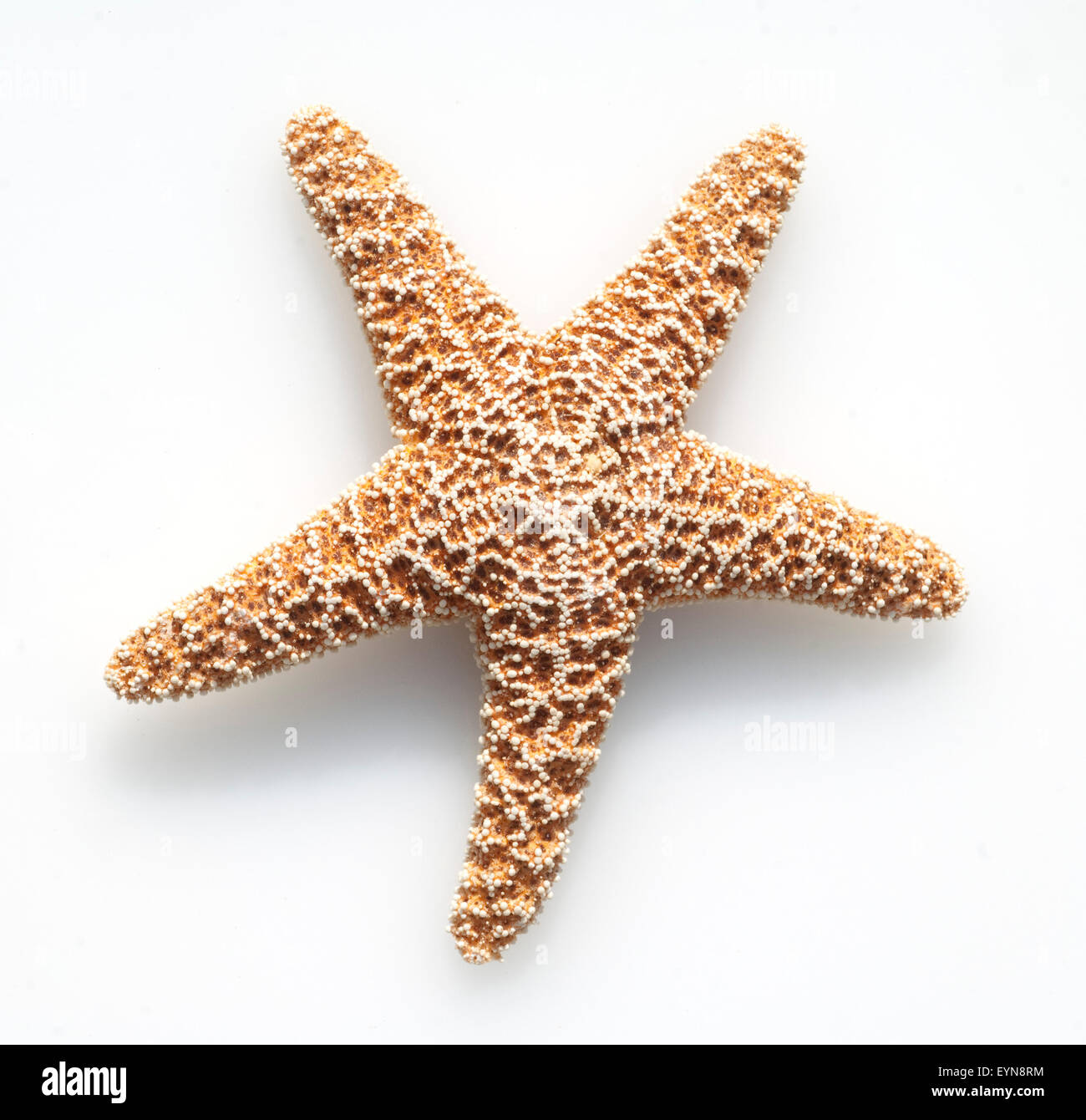 Seestern nordsee hi-res stock photography and images - Alamy