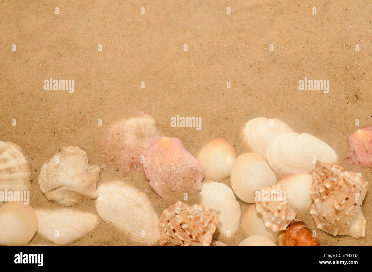 shells composition on sand background Stock Photo - Alamy