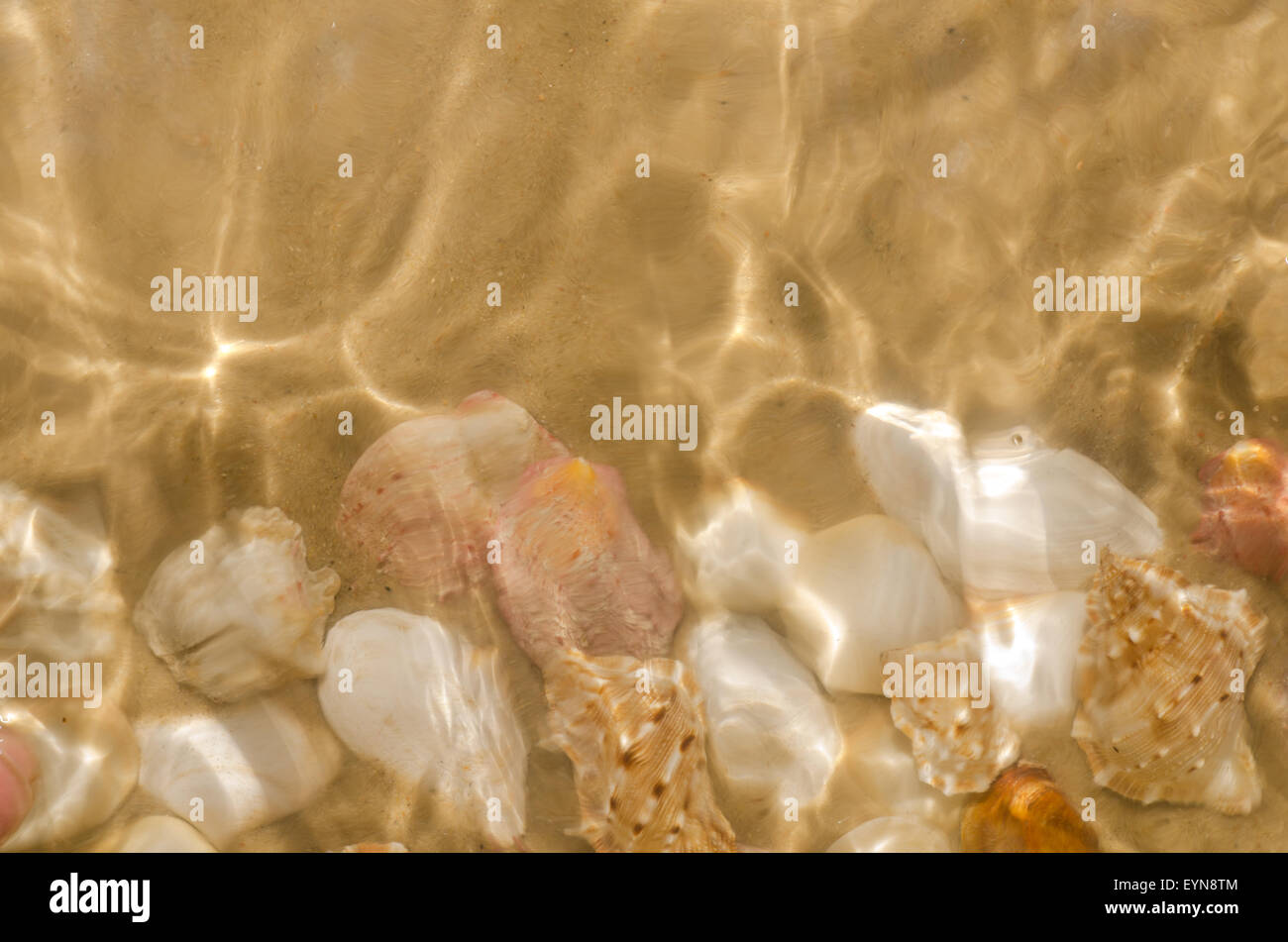 shells composition on sand background Stock Photo - Alamy