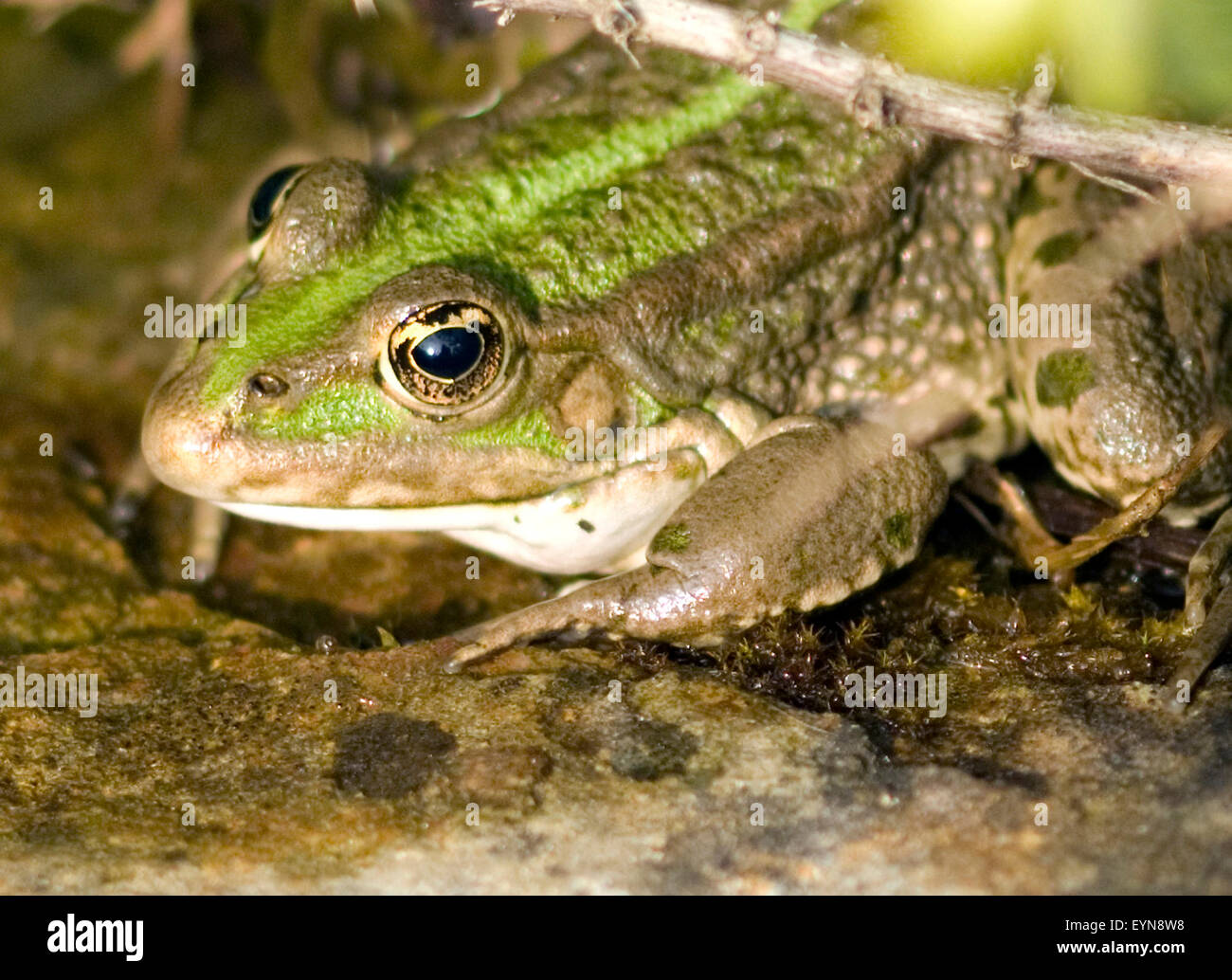 Echter Frosch Stock Photos & Echter Frosch Stock Images - Alamy