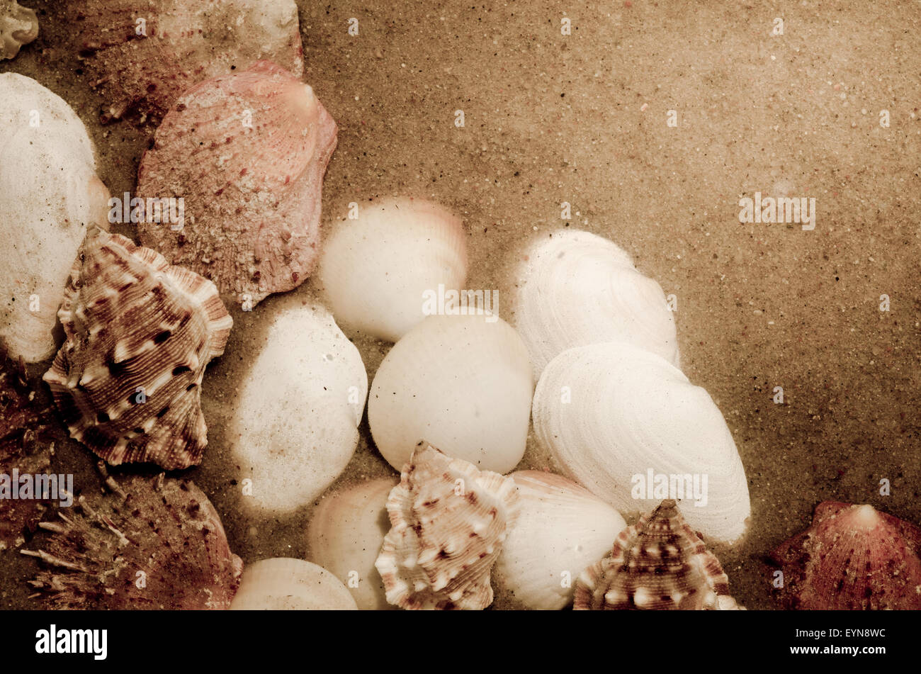 shells composition on sand background Stock Photo - Alamy