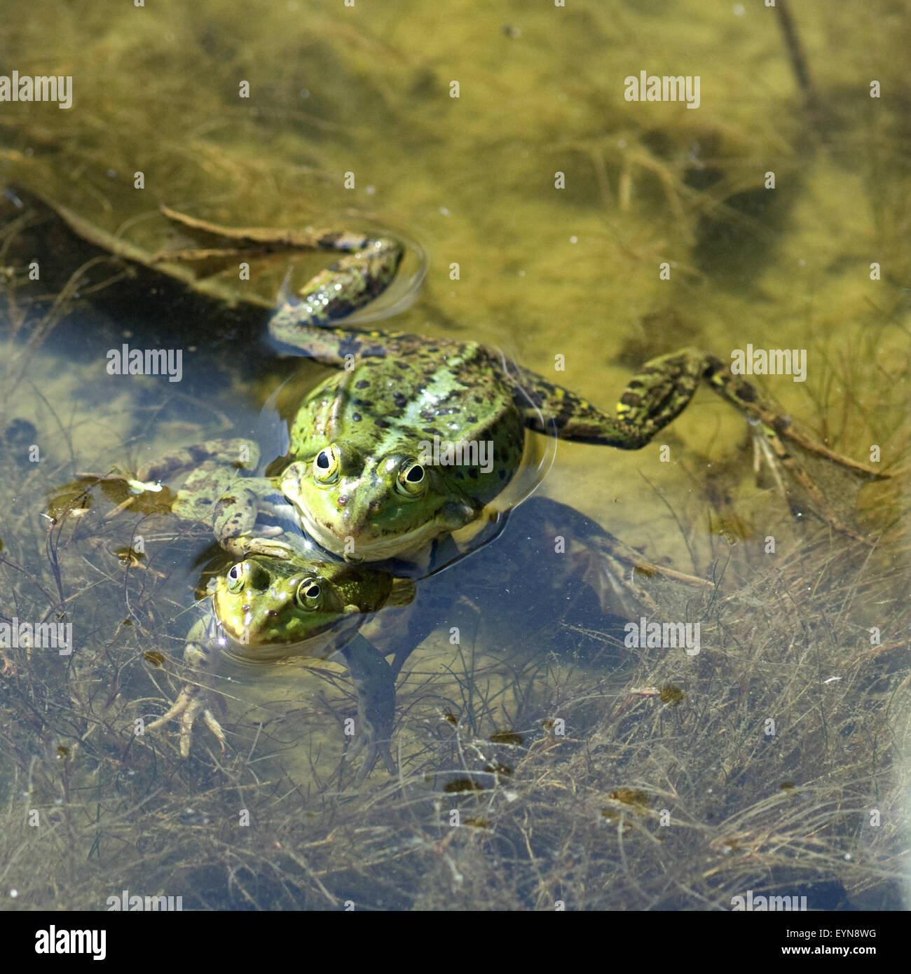 Wasserfroesche beim Laichen Stock Photo - Alamy