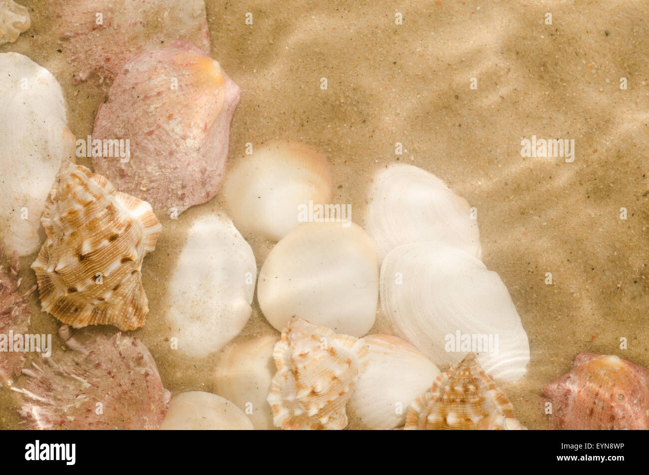 shells composition on sand background Stock Photo - Alamy