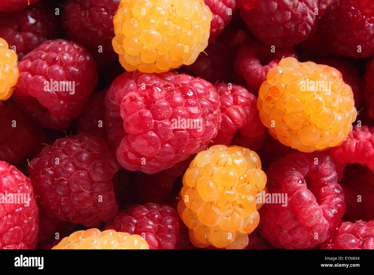 a large number of red, yellow raspberries Stock Photo - Alamy