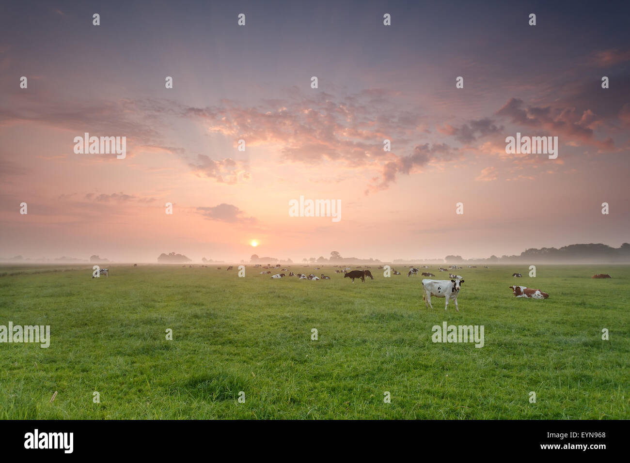 Sunrise farm cattle hi-res stock photography and images - Alamy