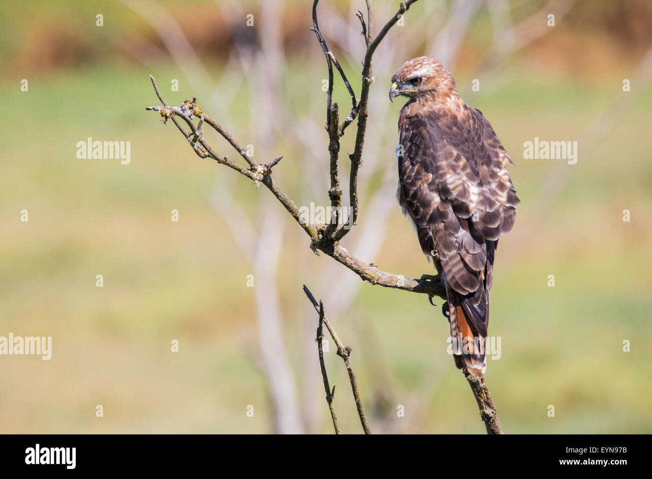 A Red-Tailed Hawk perches on a dead tree limb searching for prey Stock ...