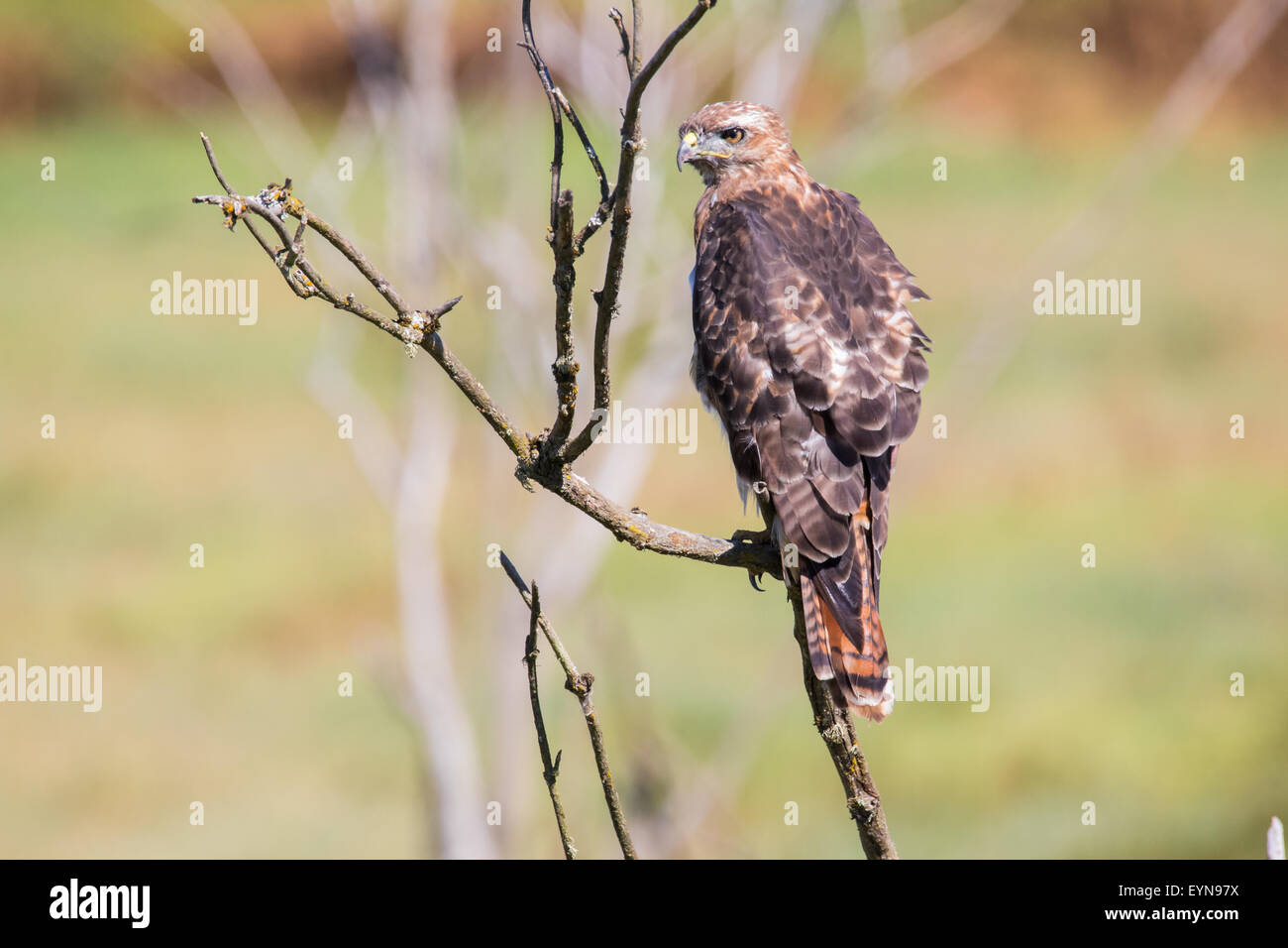 A Red-Tailed Hawk perches on a dead tree limb searching for prey Stock ...