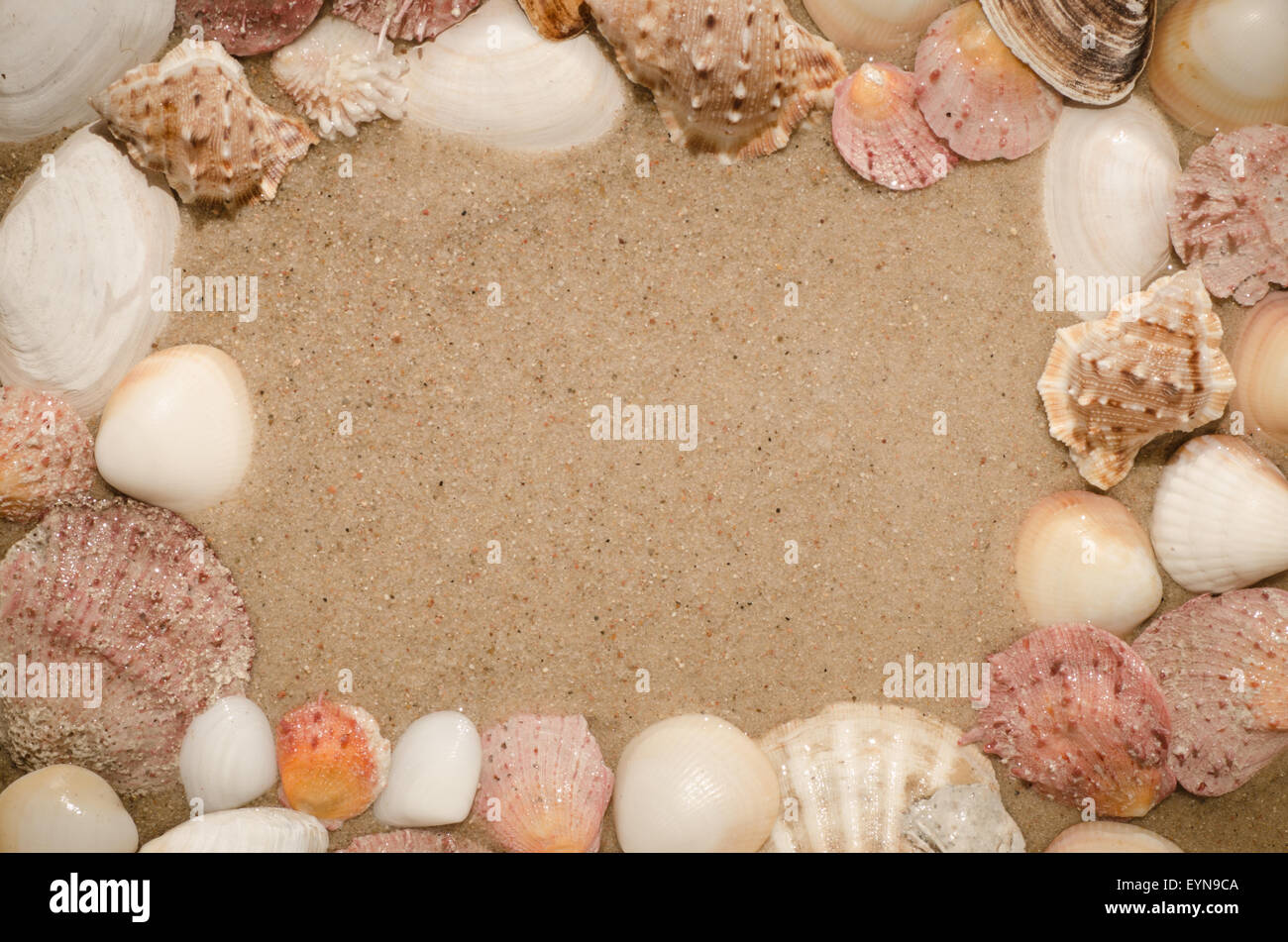 shells composition on sand background Stock Photo - Alamy