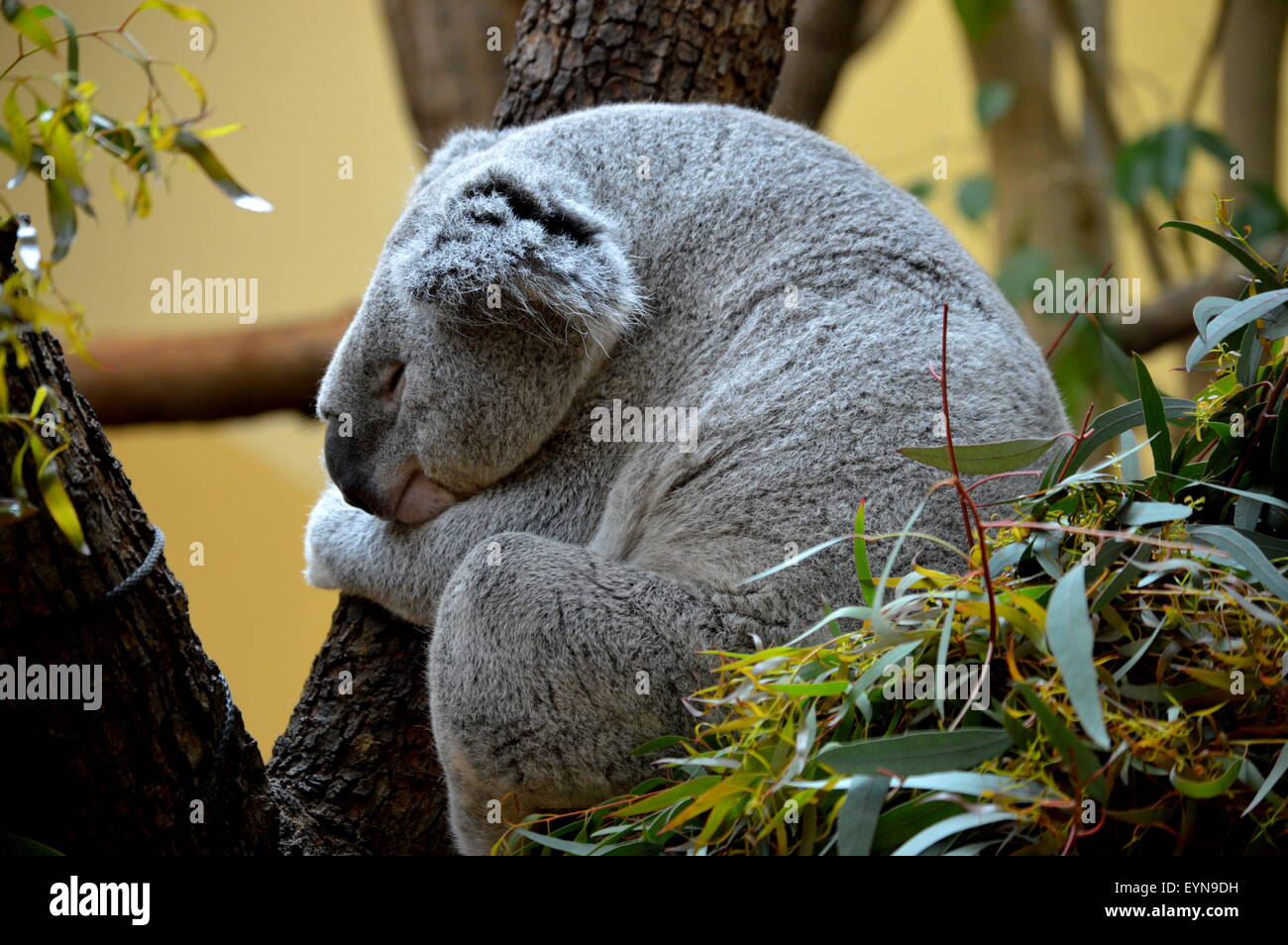 Koala sleeping tree hi-res stock photography and images - Alamy